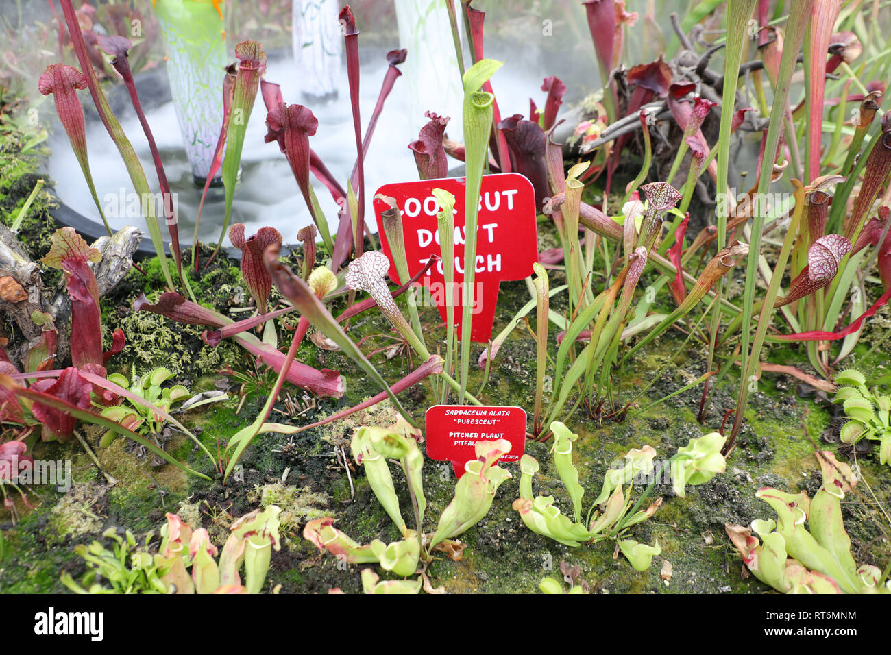 ‘Plants with Bite’ carnivorous plants display at The Calyx, The Royal ...