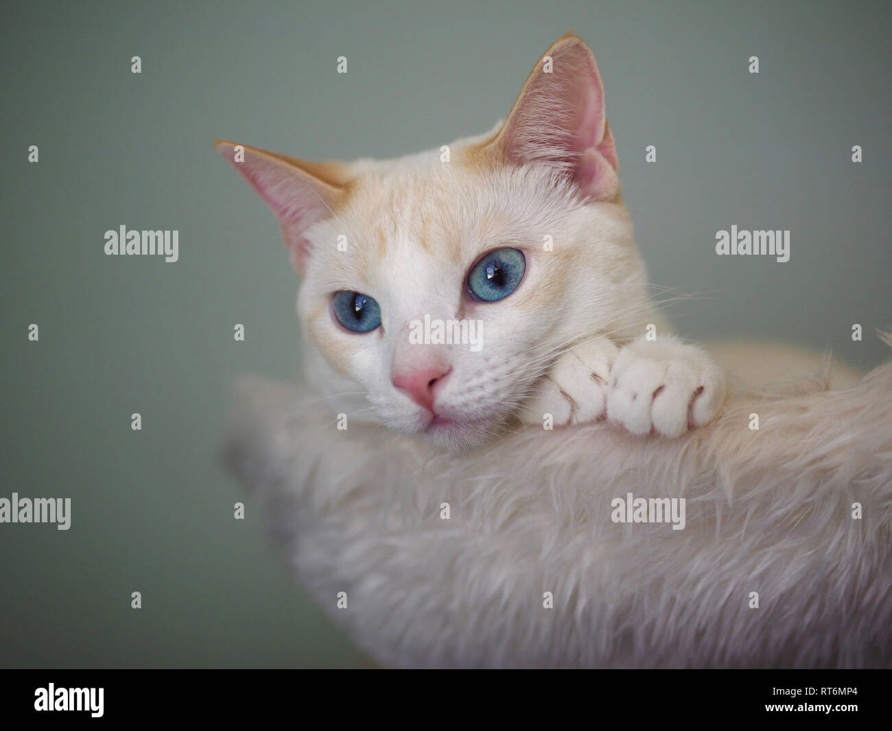 Baby siamese cat hi-res stock photography and images - Alamy