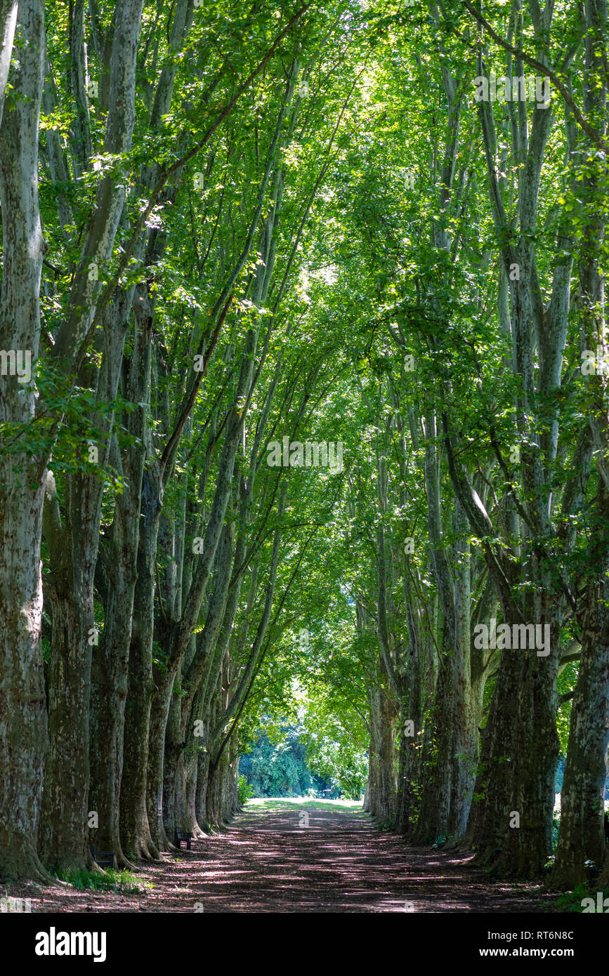 Avenue of Plane trees in the National Botanical Gardens of the Natal ...