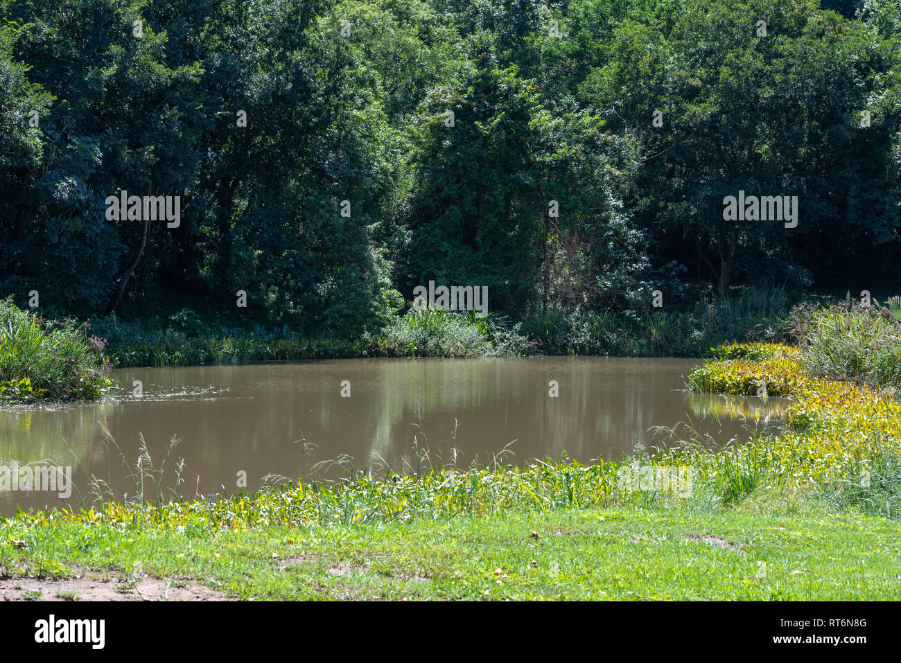 African aquatic plants hi-res stock photography and images - Alamy