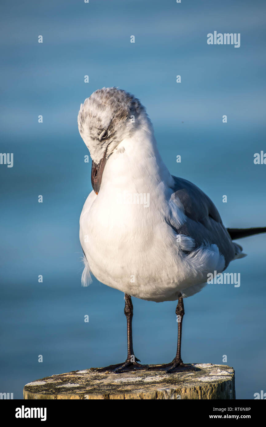 Florida laughing gulls hi-res stock photography and images - Alamy