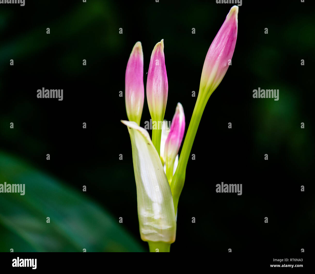Colorful flower buds emerging from a plant stem Stock Photo - Alamy