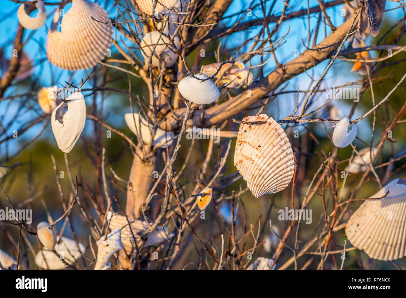 Beautiful seashells hang on a tree in Anna Maria Island, Florida Stock ...