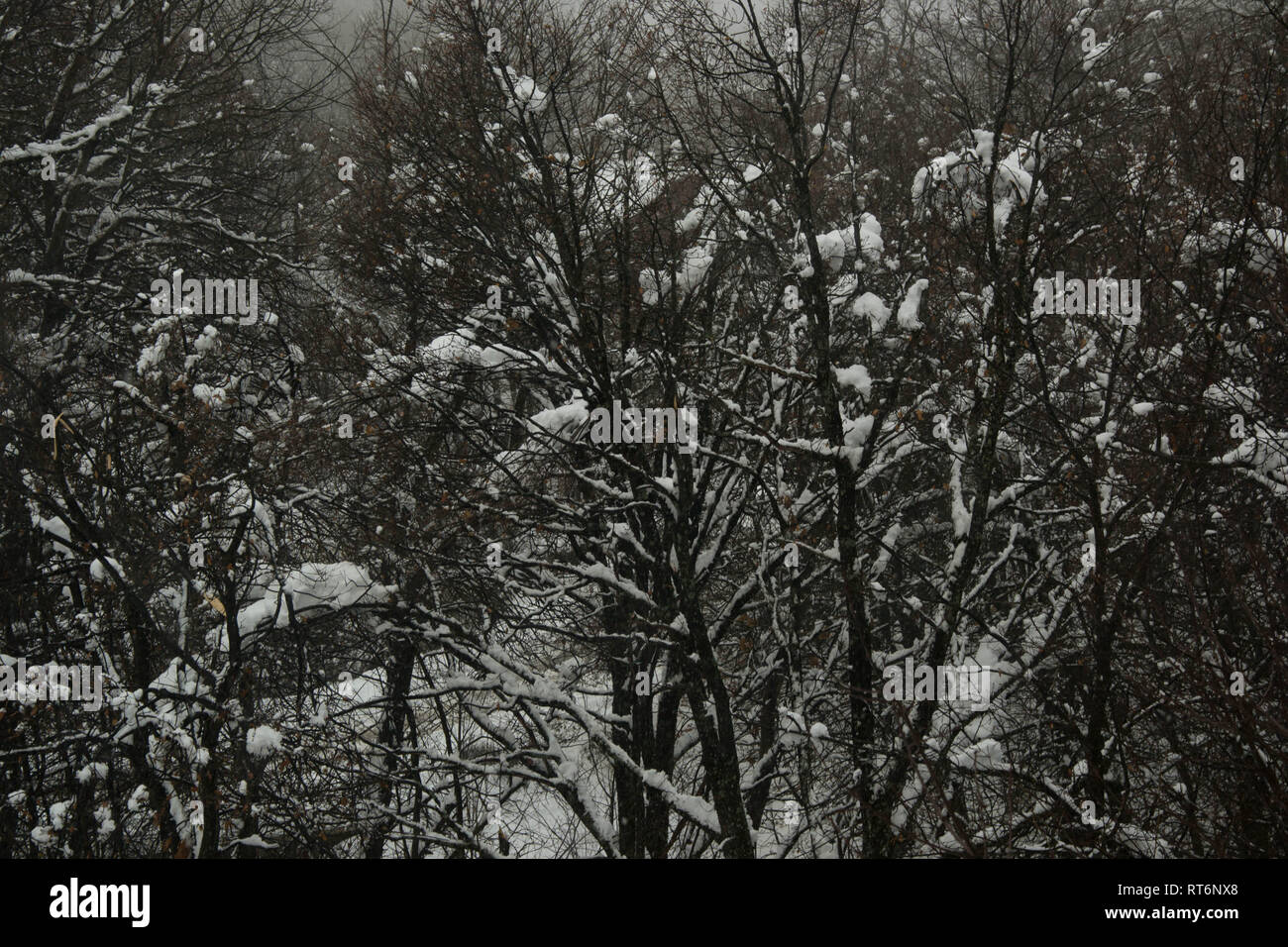Winter forest, mountain landscape in the wintertime, snow-covered trees ...