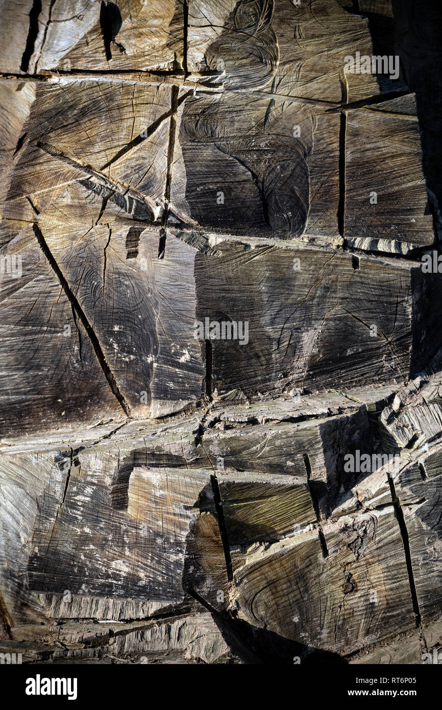 Oak tree cut into geometric shapes,Cut Out, Cross Section, Old,Tree ...