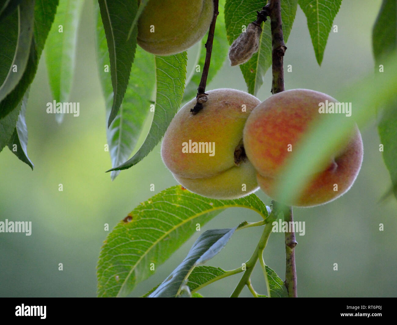 Peach fruit orchard hi-res stock photography and images - Alamy
