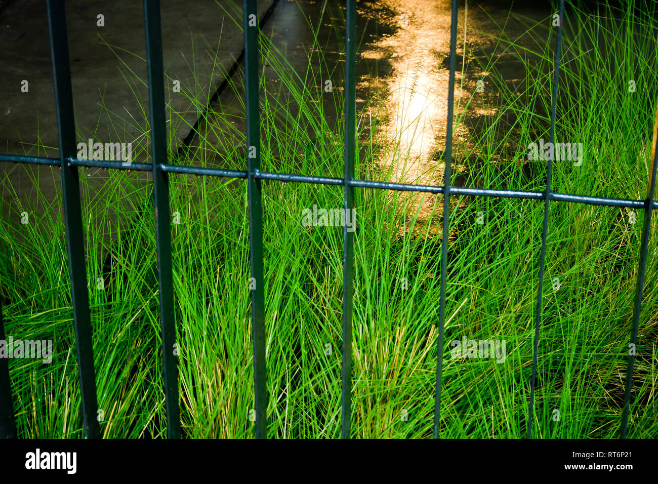 Lighting on Grass blade in rain at night Stock Photo - Alamy