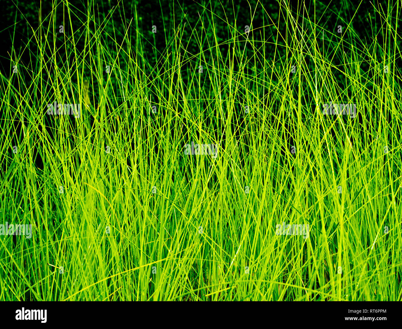 Lighting on Grass blade in wind at night Stock Photo - Alamy