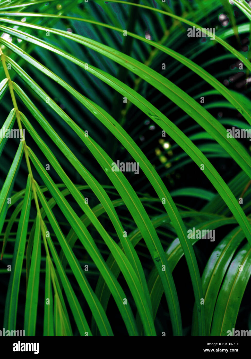 Pinnately compound leaves hi-res stock photography and images - Alamy