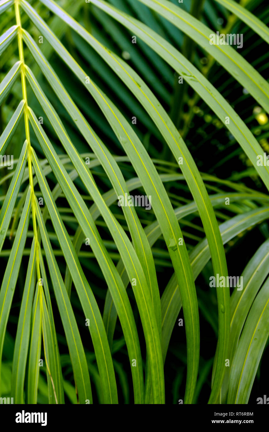 Freshness green pinnately compound leaves Palm leaf Stock Photo - Alamy