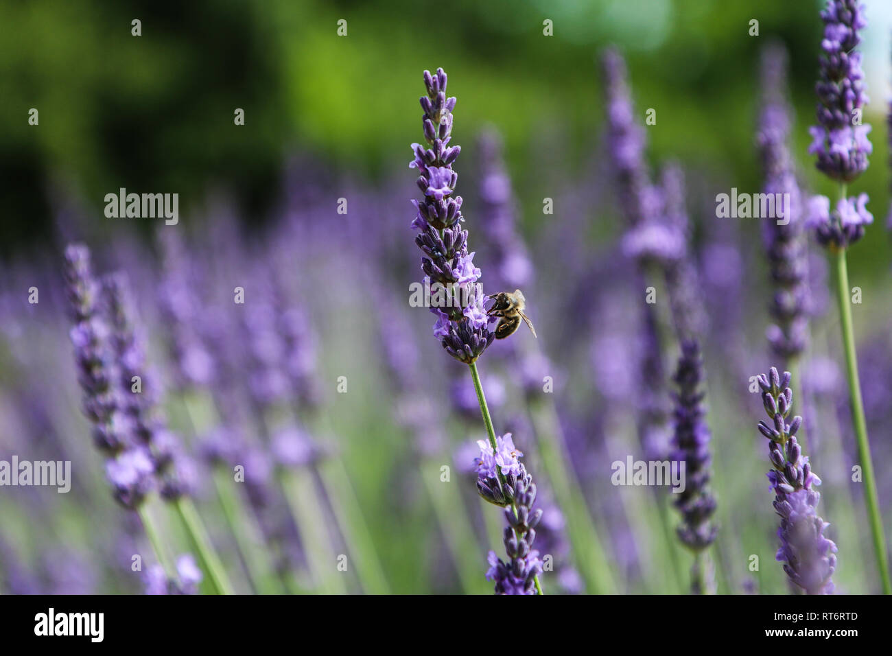 A picture from the beautiful fields of Provance during the summer and ...