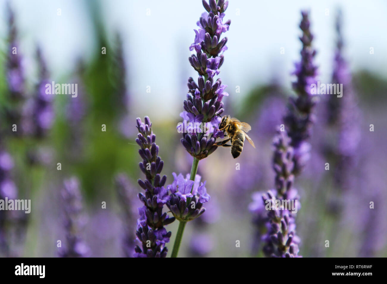 A picture from the beautiful fields of Provance during the summer and ...
