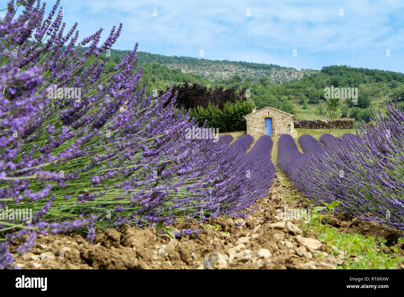 A picture from the beautiful fields of Provance during the summer and ...