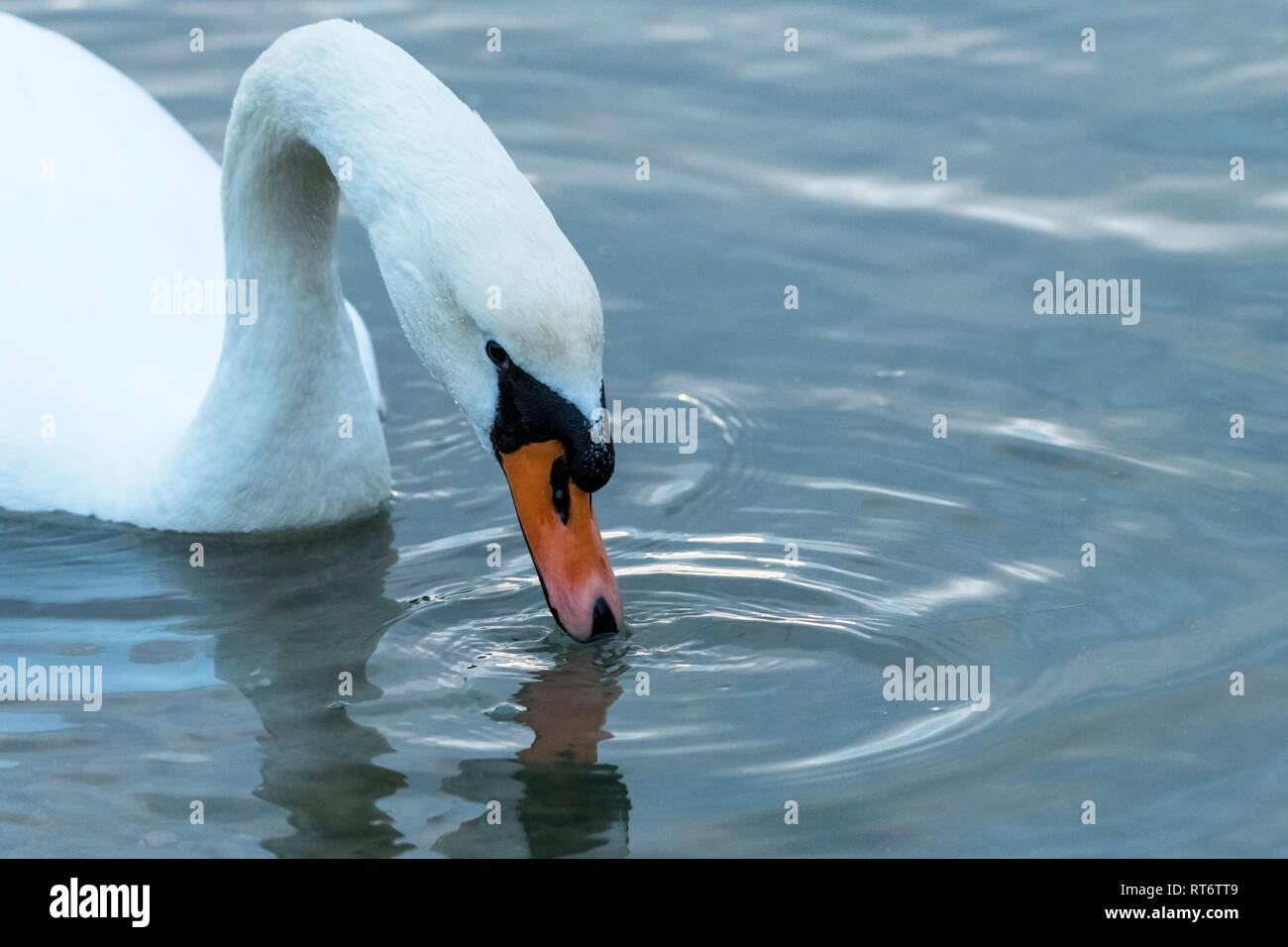 Swan watch to the water Stock Photo - Alamy