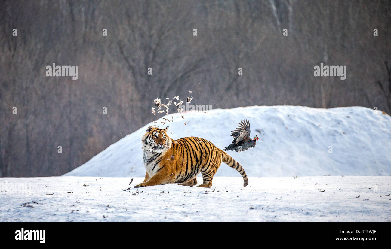 Siberian Tiger running in the snow and catch their prey. Very dynamic ...