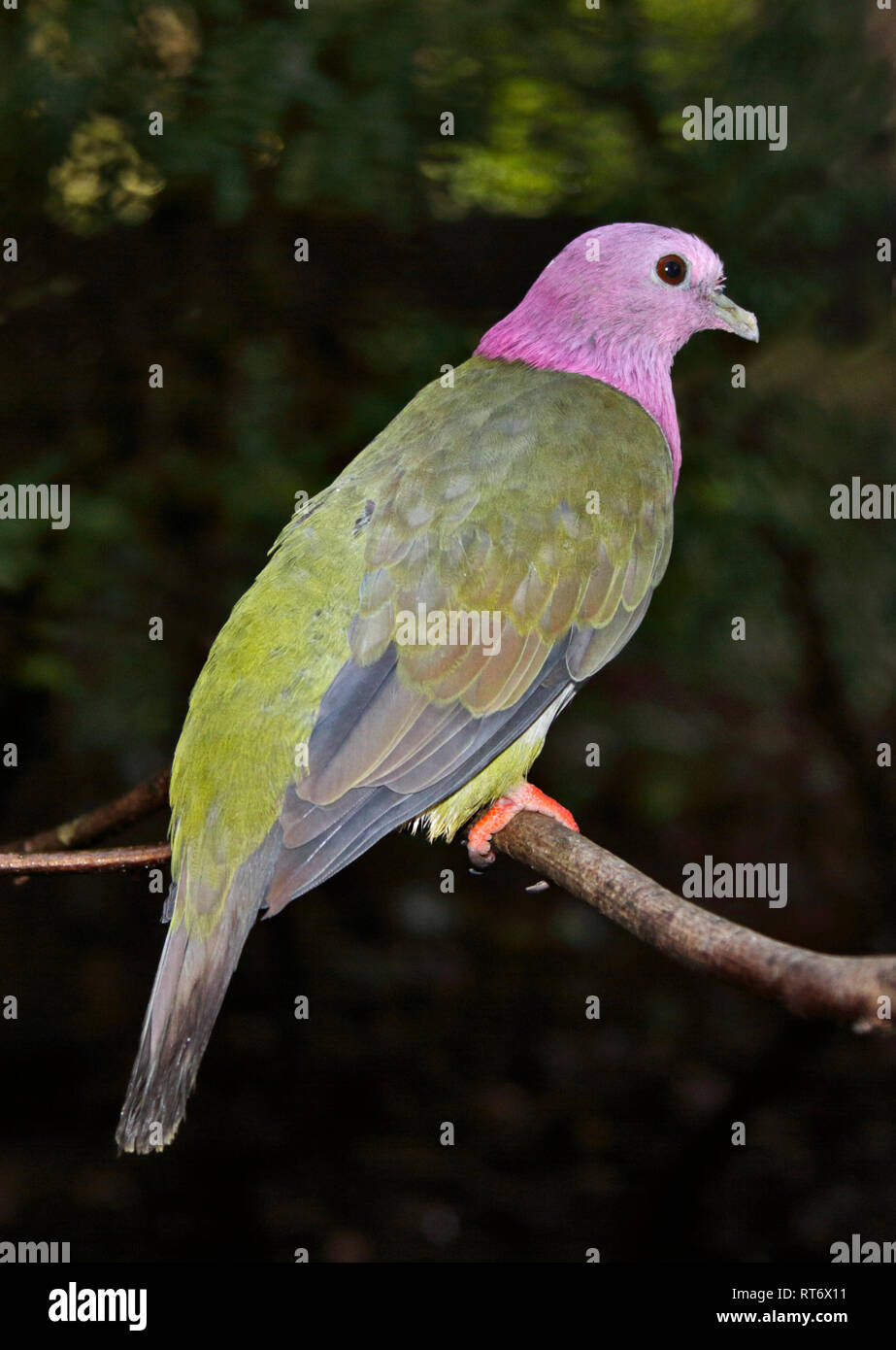 Pink Headed Fruit Dove (ptilinopus porphyreus Stock Photo - Alamy