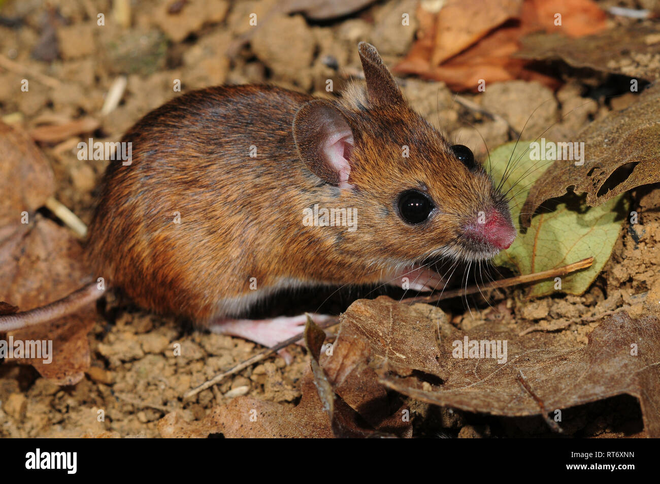 wood mouse apodemus sylvaticus Stock Photo - Alamy