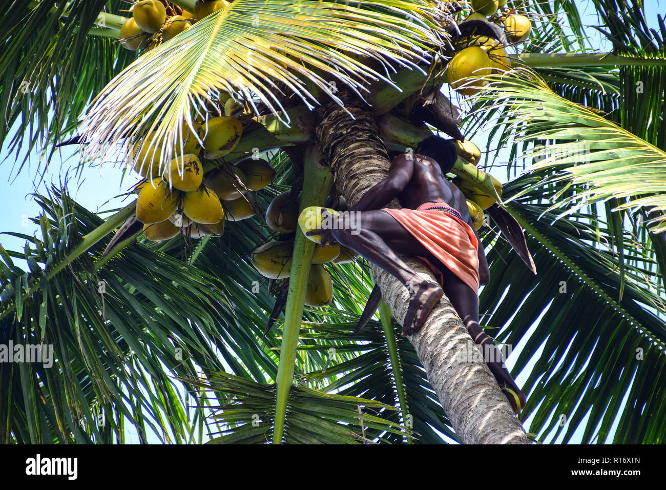 Toddy tapper hi-res stock photography and images - Alamy