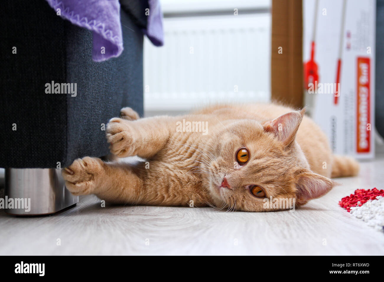 A cute red haired tabby tomcat is lying on the floor and touching the ...