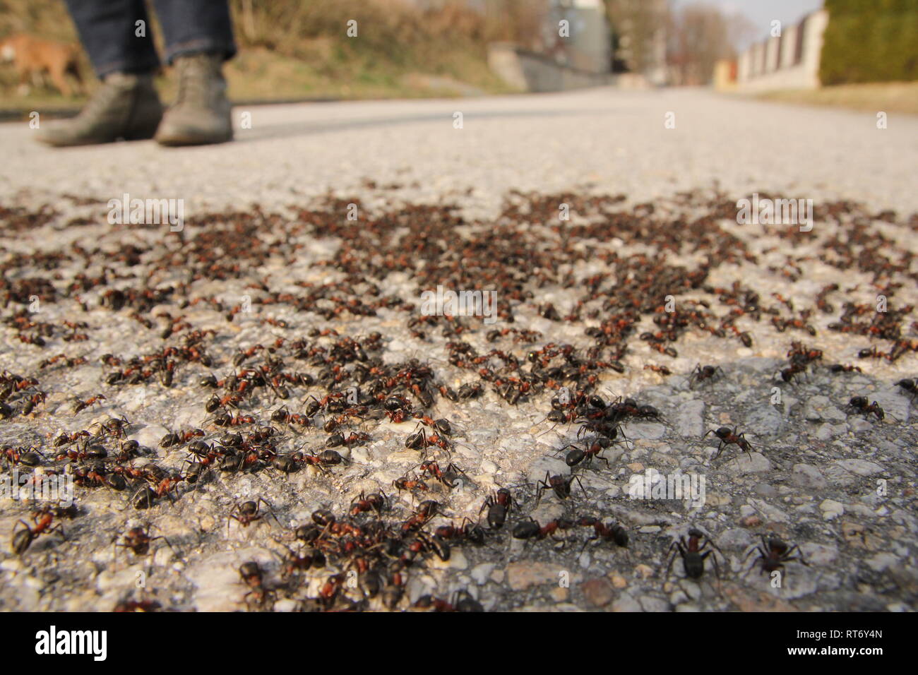 Many big ants on the road. A detail of a group of them Stock Photo - Alamy