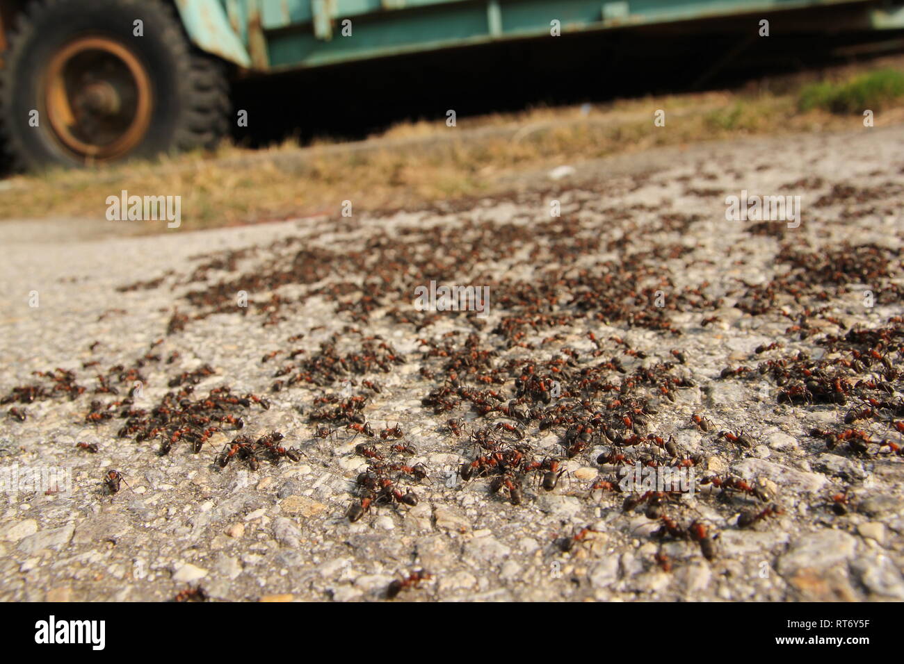 Ants obstacle hi-res stock photography and images - Alamy