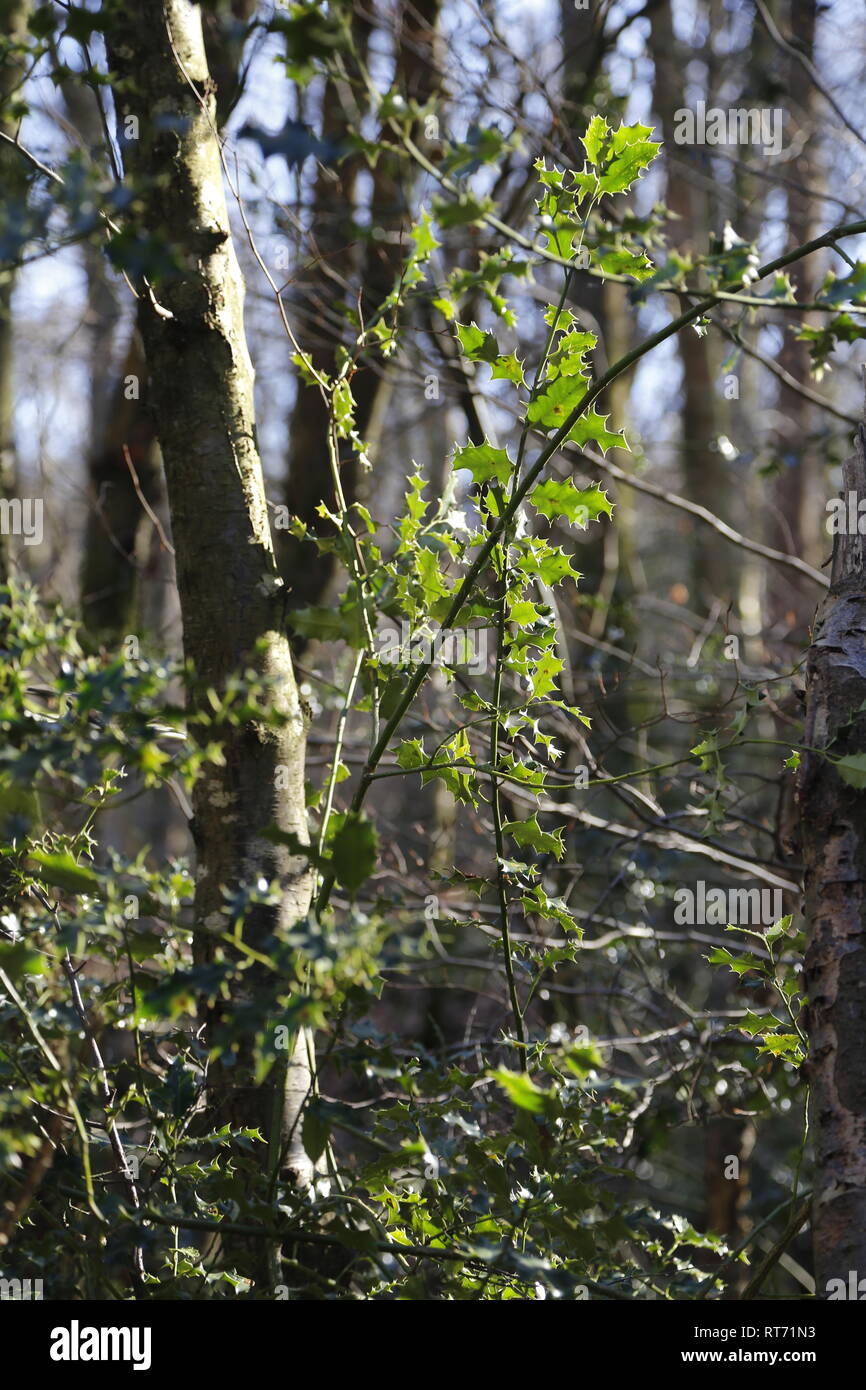 Holly in sunshine Stock Photo - Alamy