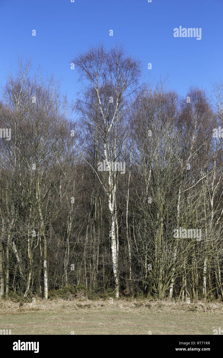 Silver Birch Tree Summer Stock Photos & Silver Birch Tree Summer Stock ...