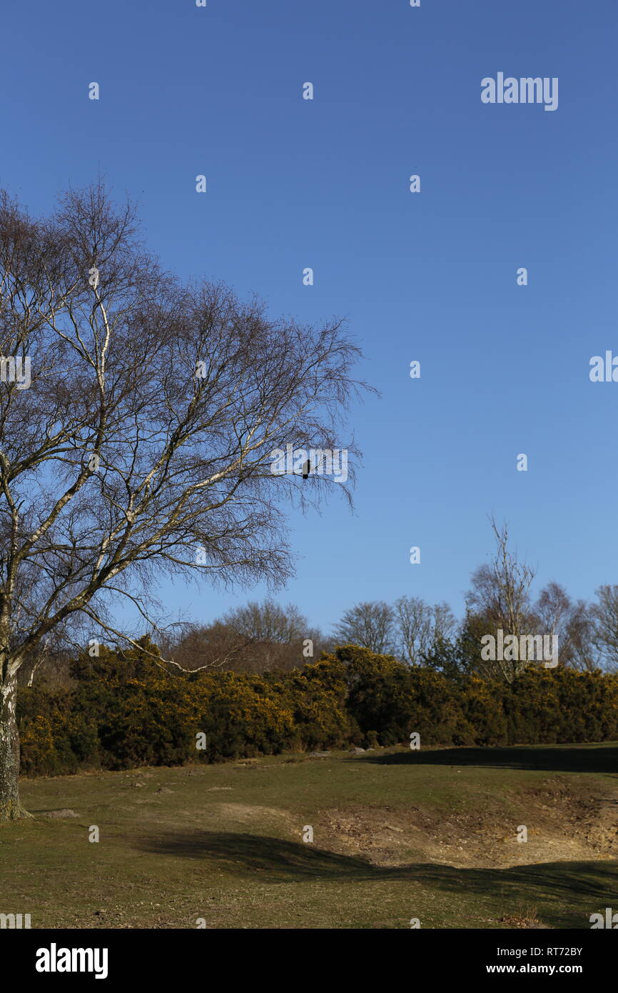 Shade cast by tree hi-res stock photography and images - Alamy