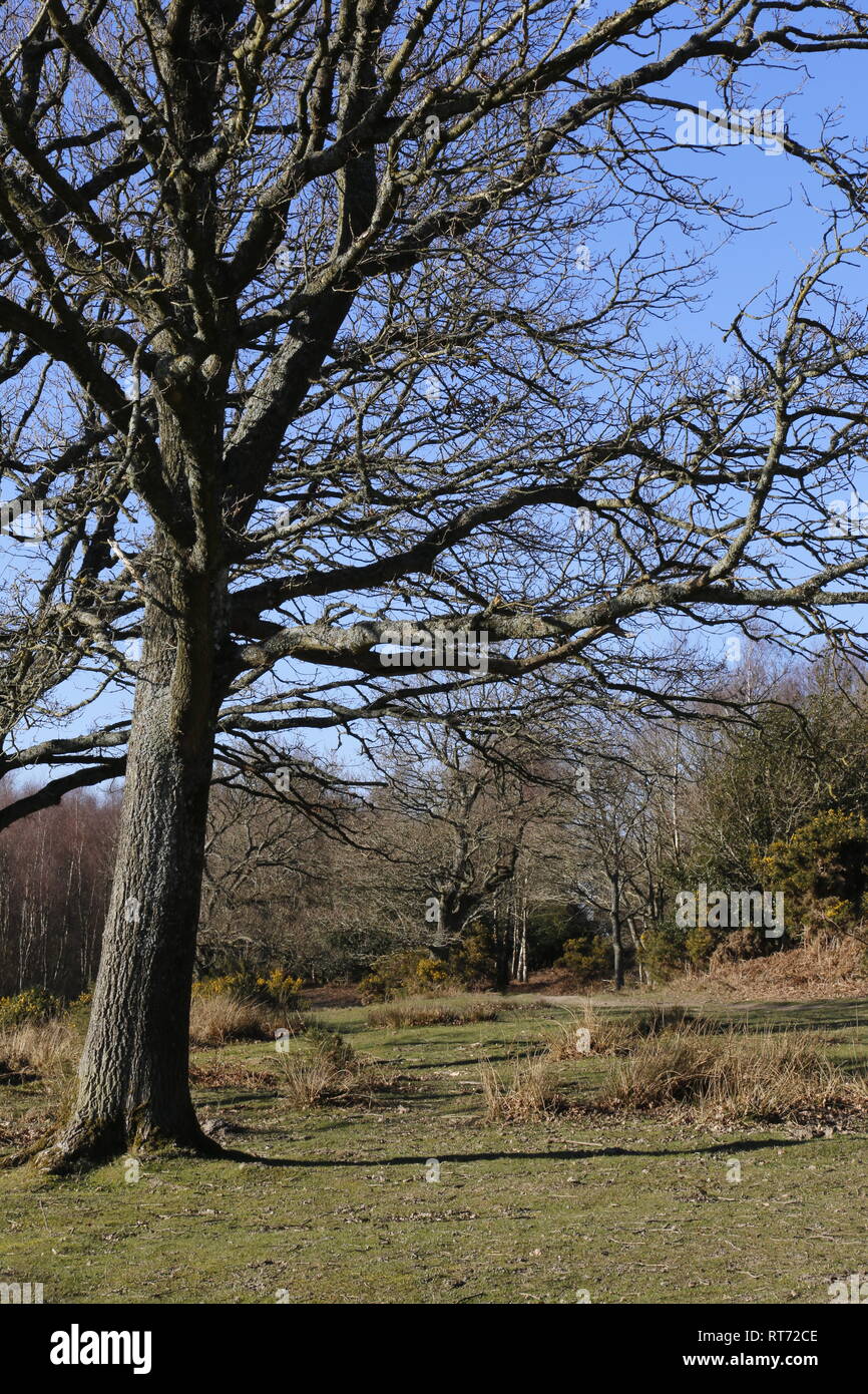 Beech tree on Ashdown forest Stock Photo - Alamy