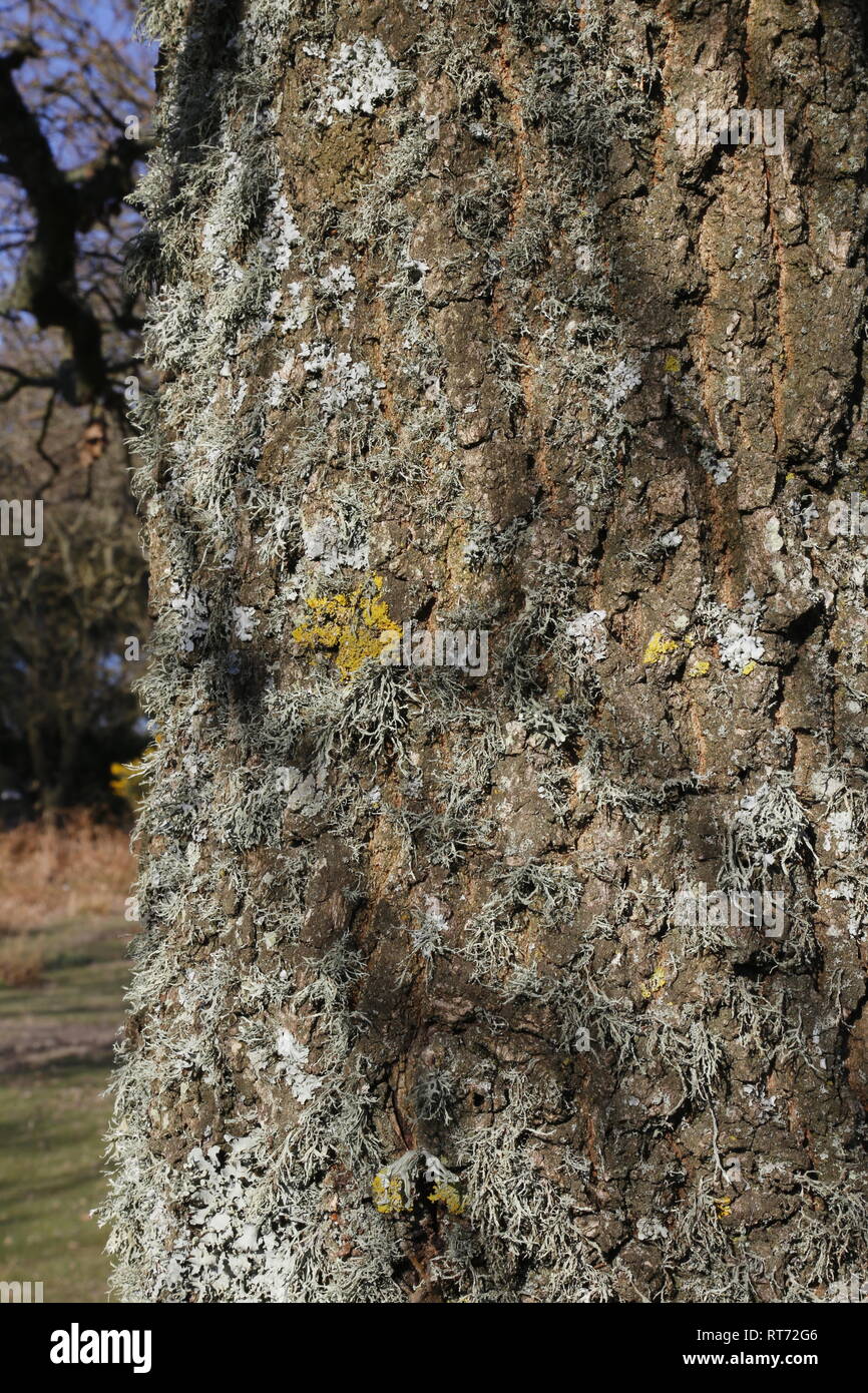 Rough tree trunk bark Stock Photo - Alamy