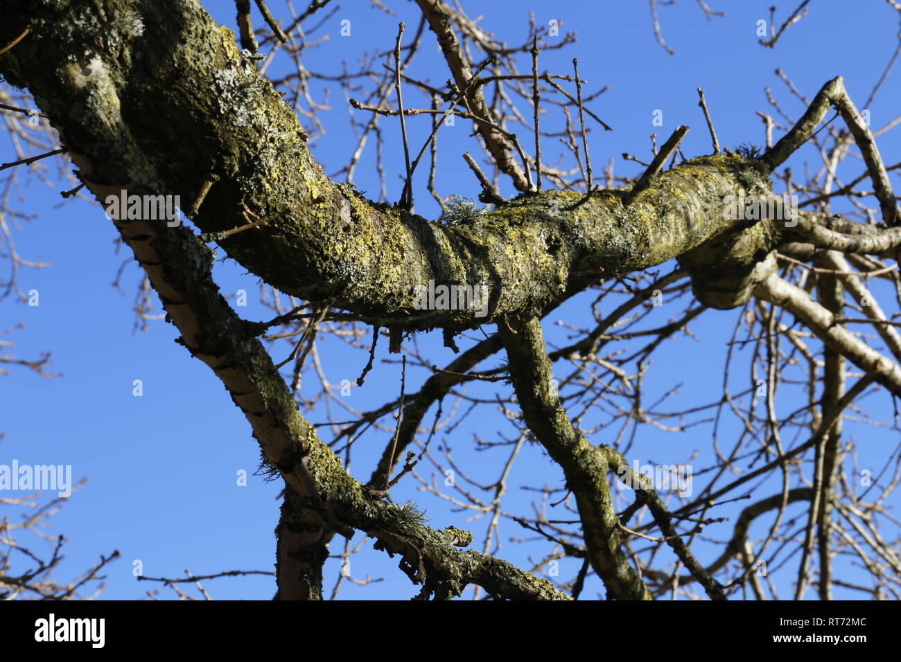 Rough tree branch texture hi-res stock photography and images - Alamy
