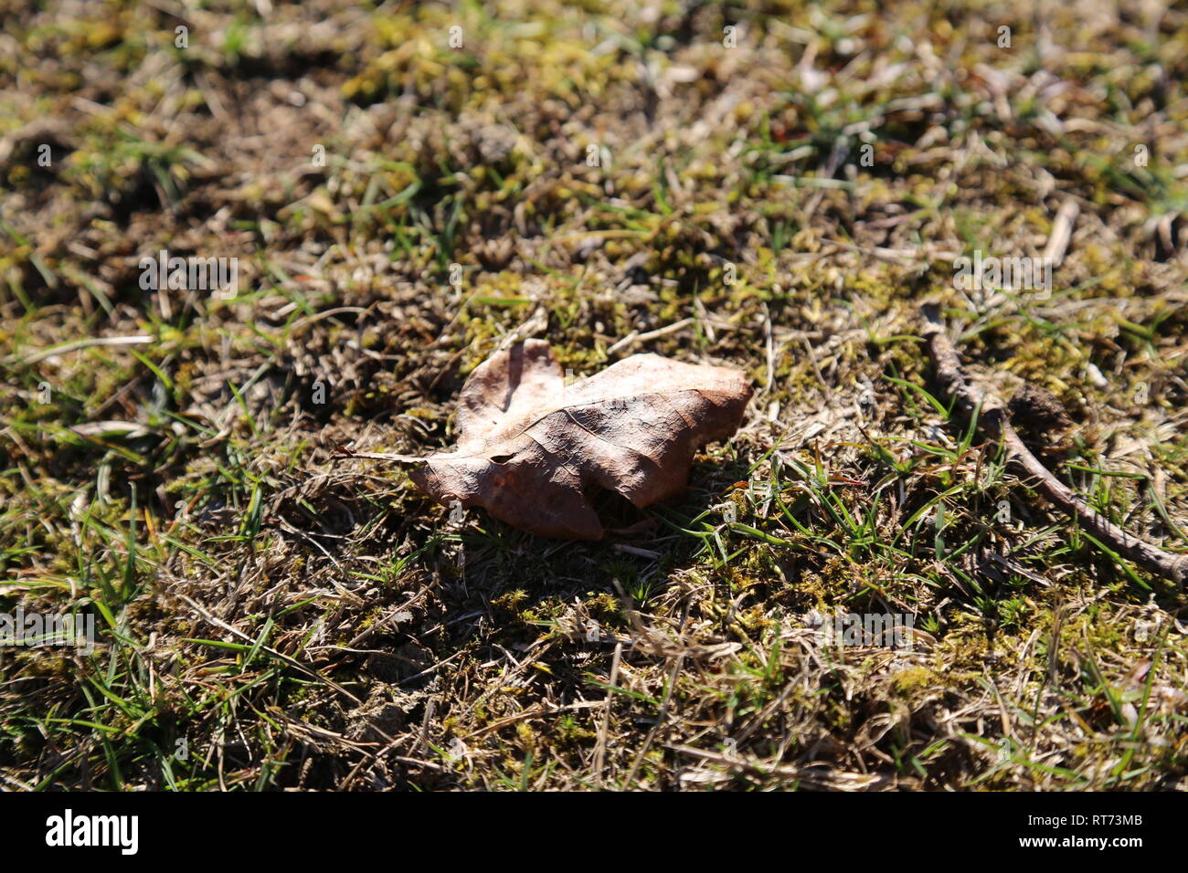 Dry brown fallen leaf Stock Photo - Alamy