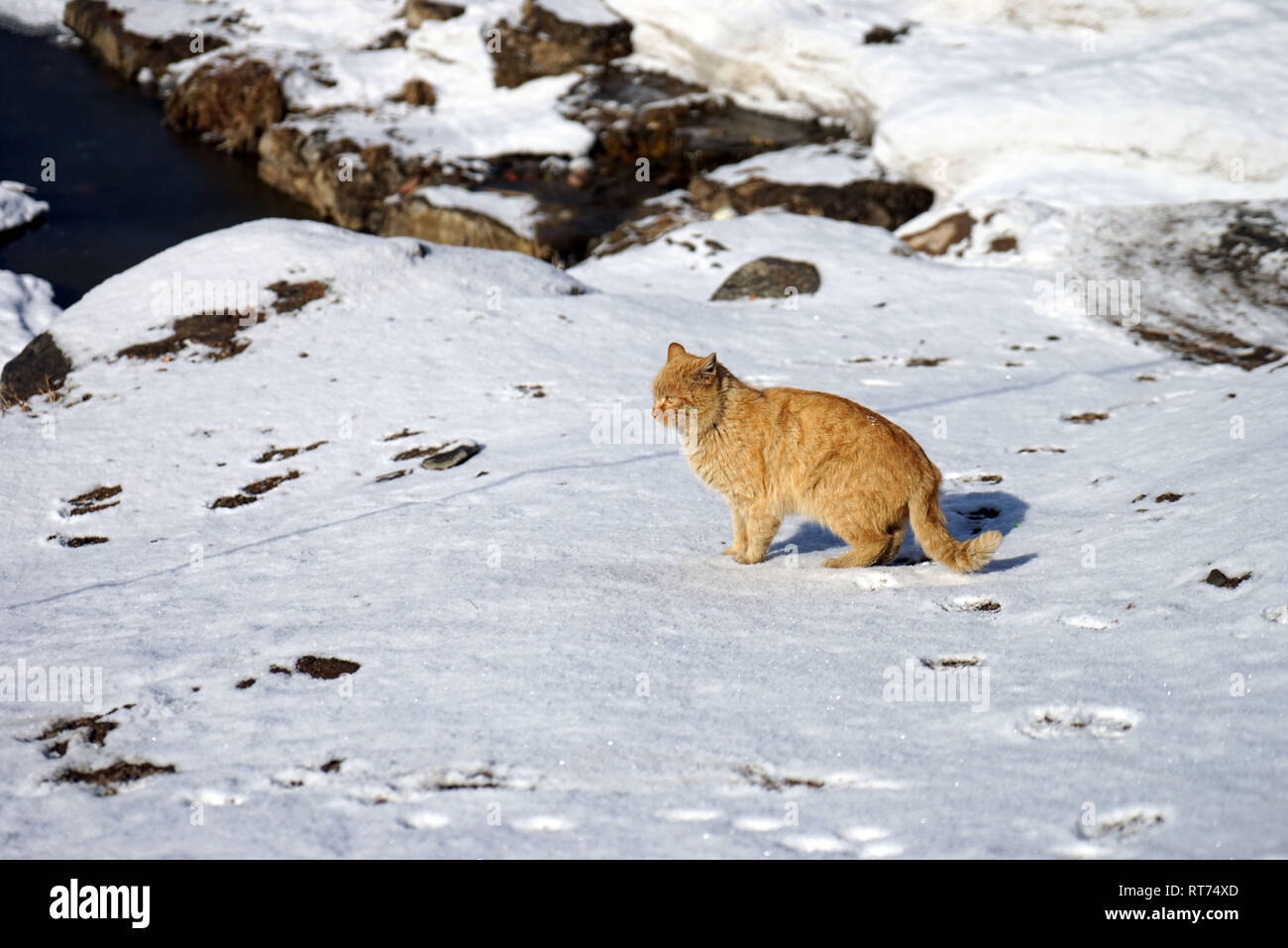 Shanxi china cat hi-res stock photography and images - Alamy