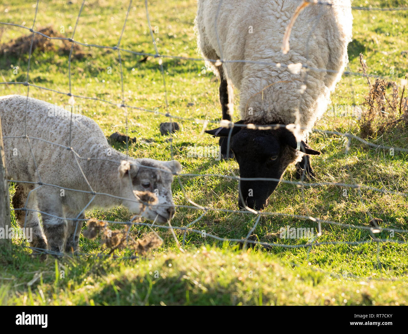Isle of sheppey wind hi-res stock photography and images - Alamy