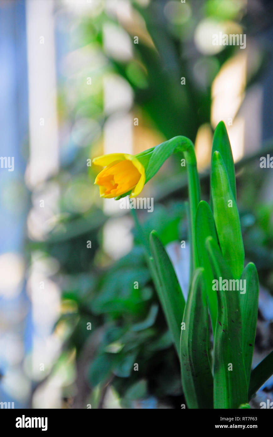 Miniature hyacinth hi-res stock photography and images - Alamy