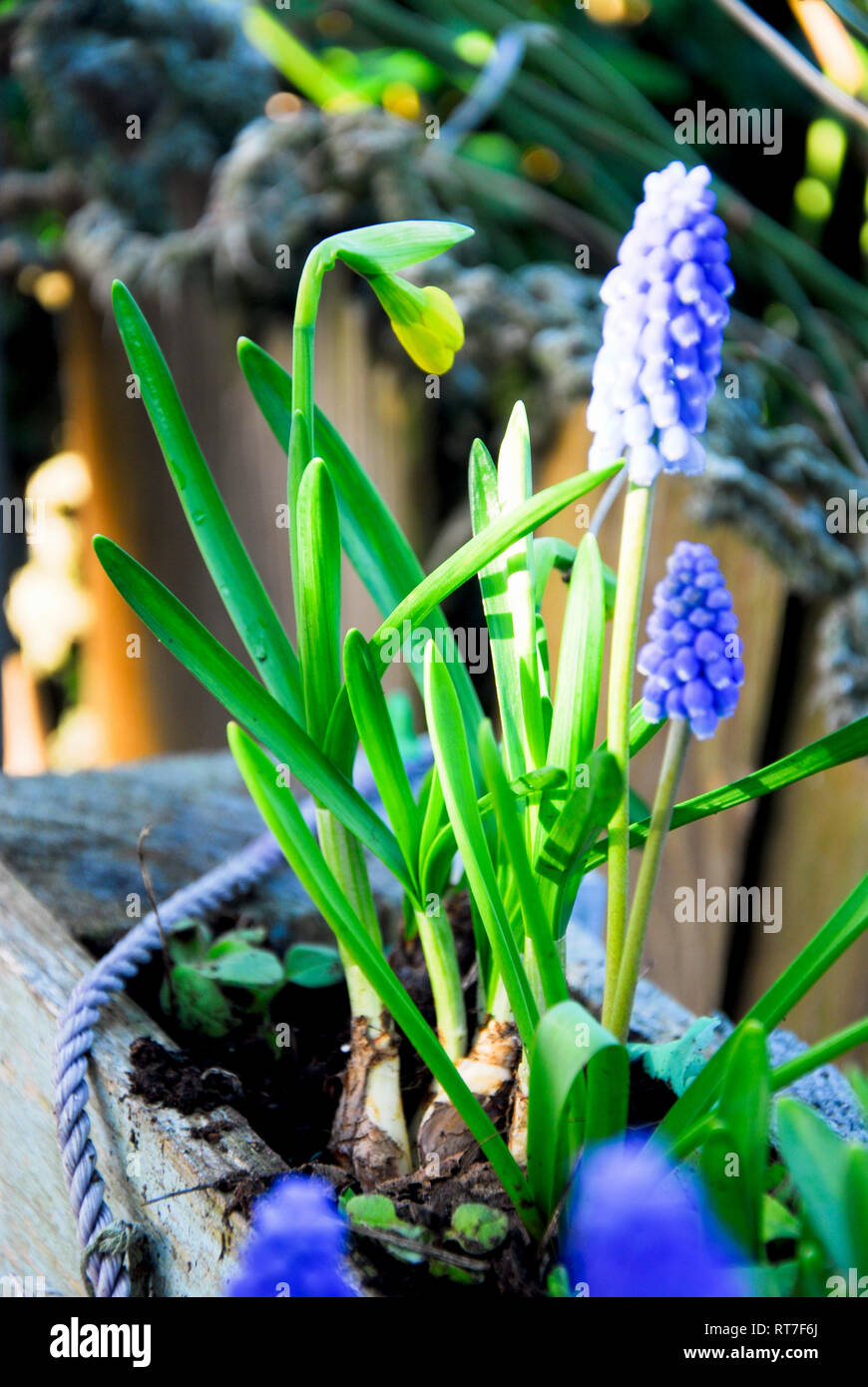 Miniature hyacinth hi-res stock photography and images - Alamy