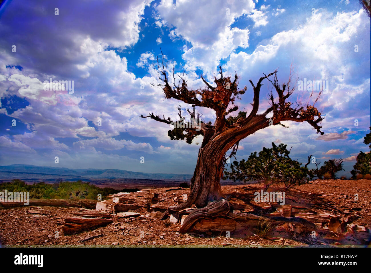 Arizona tree horizon night hi-res stock photography and images - Alamy