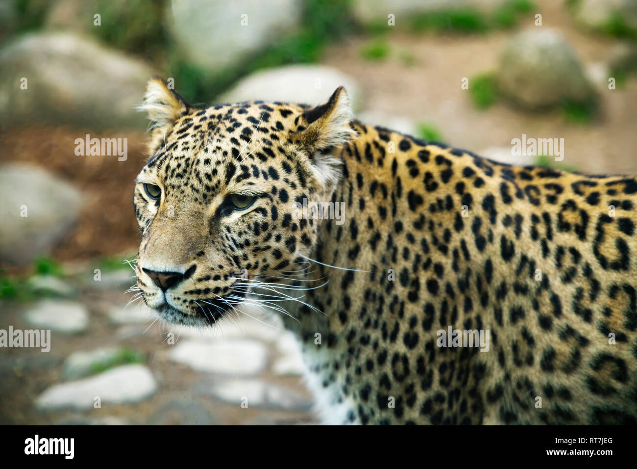 Portrait of a predatory spotted leopard animal Stock Photo - Alamy