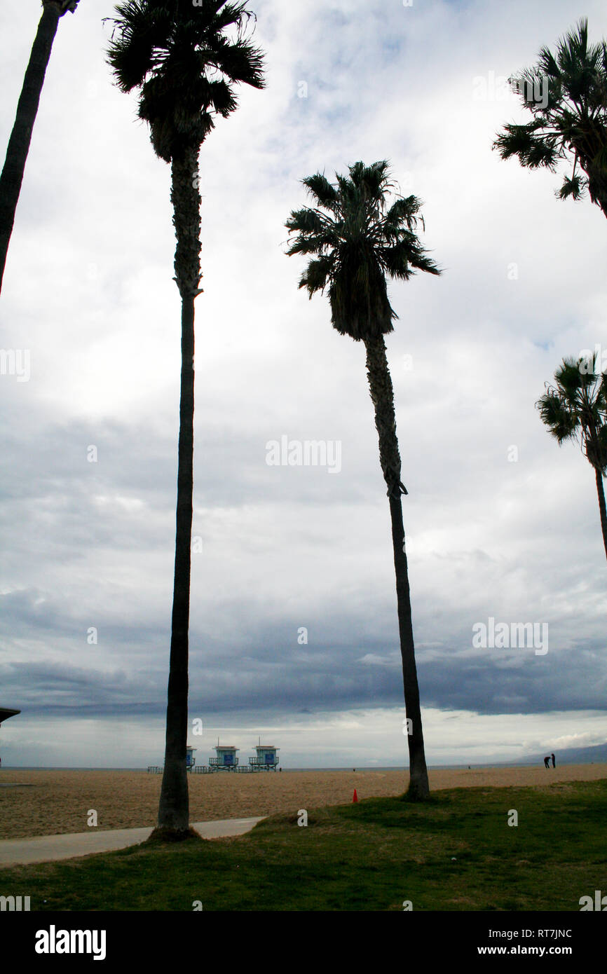 Palm trees in Venice beach, Los Angeles Stock Photo - Alamy