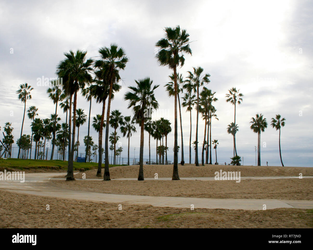 Palm trees in Venice beach, Los Angeles Stock Photo - Alamy