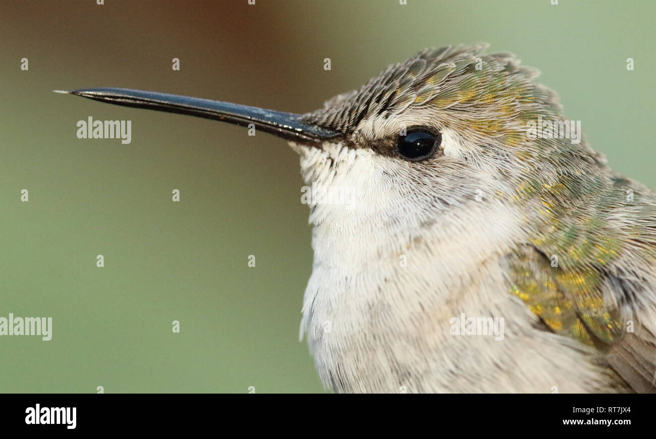 Endangered hummingbird hi-res stock photography and images - Alamy