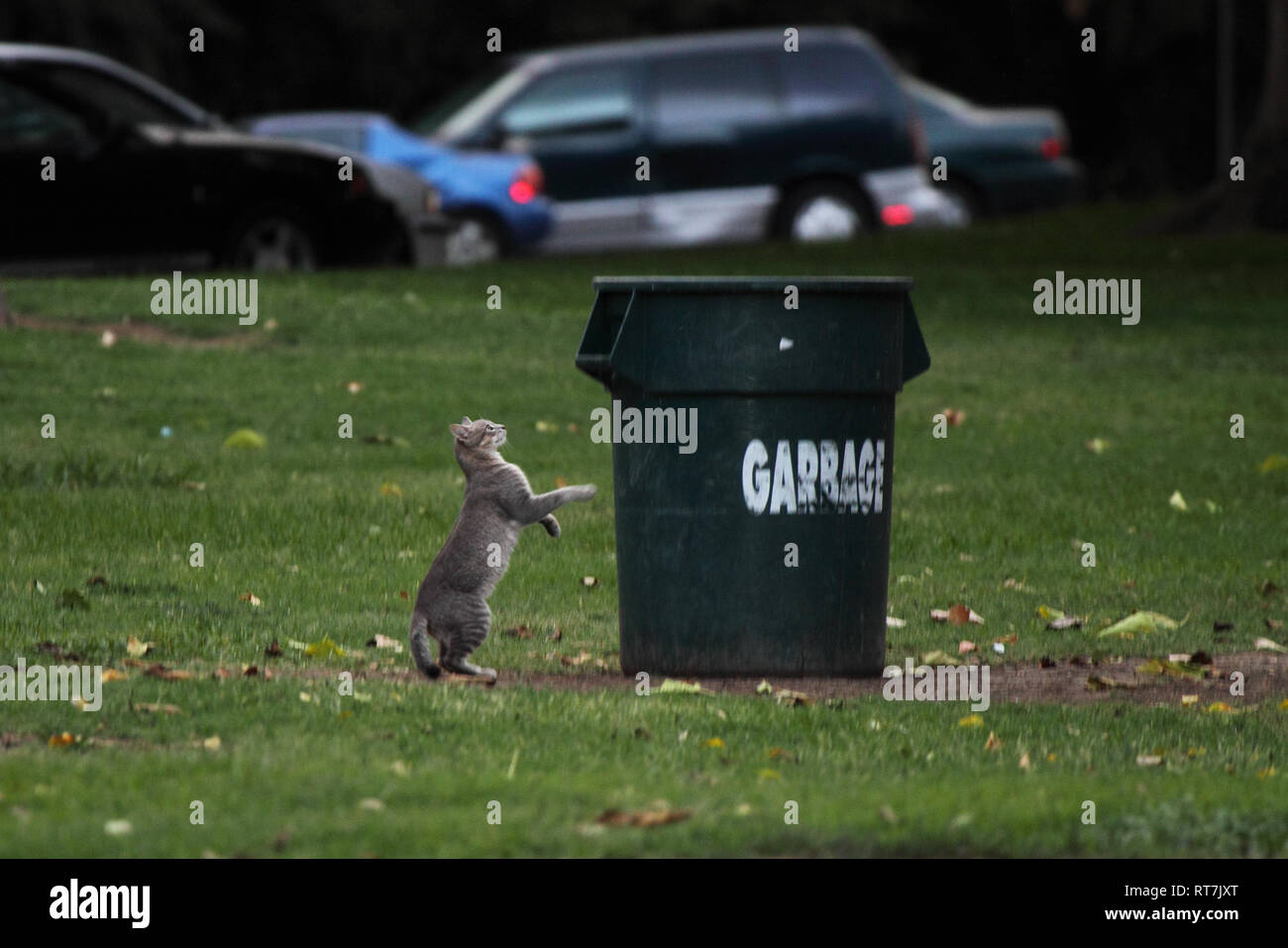 Funny trash can hi-res stock photography and images - Alamy