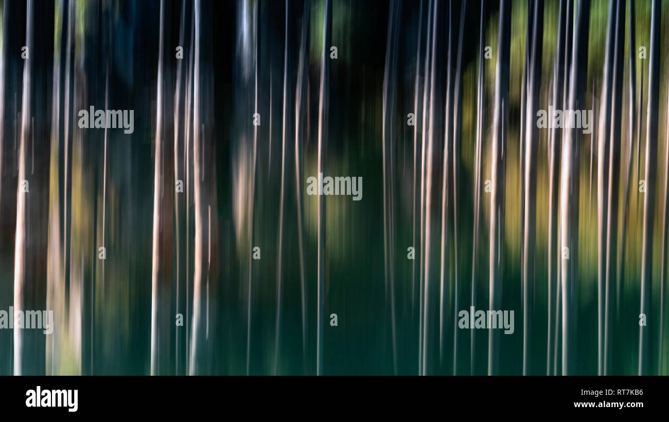 In camera pan trees hi-res stock photography and images - Alamy