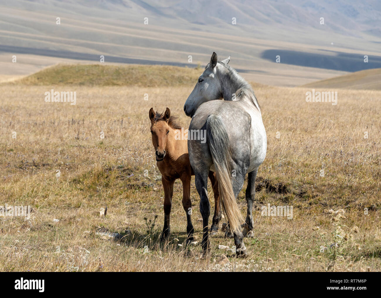 High pastures hi-res stock photography and images - Alamy