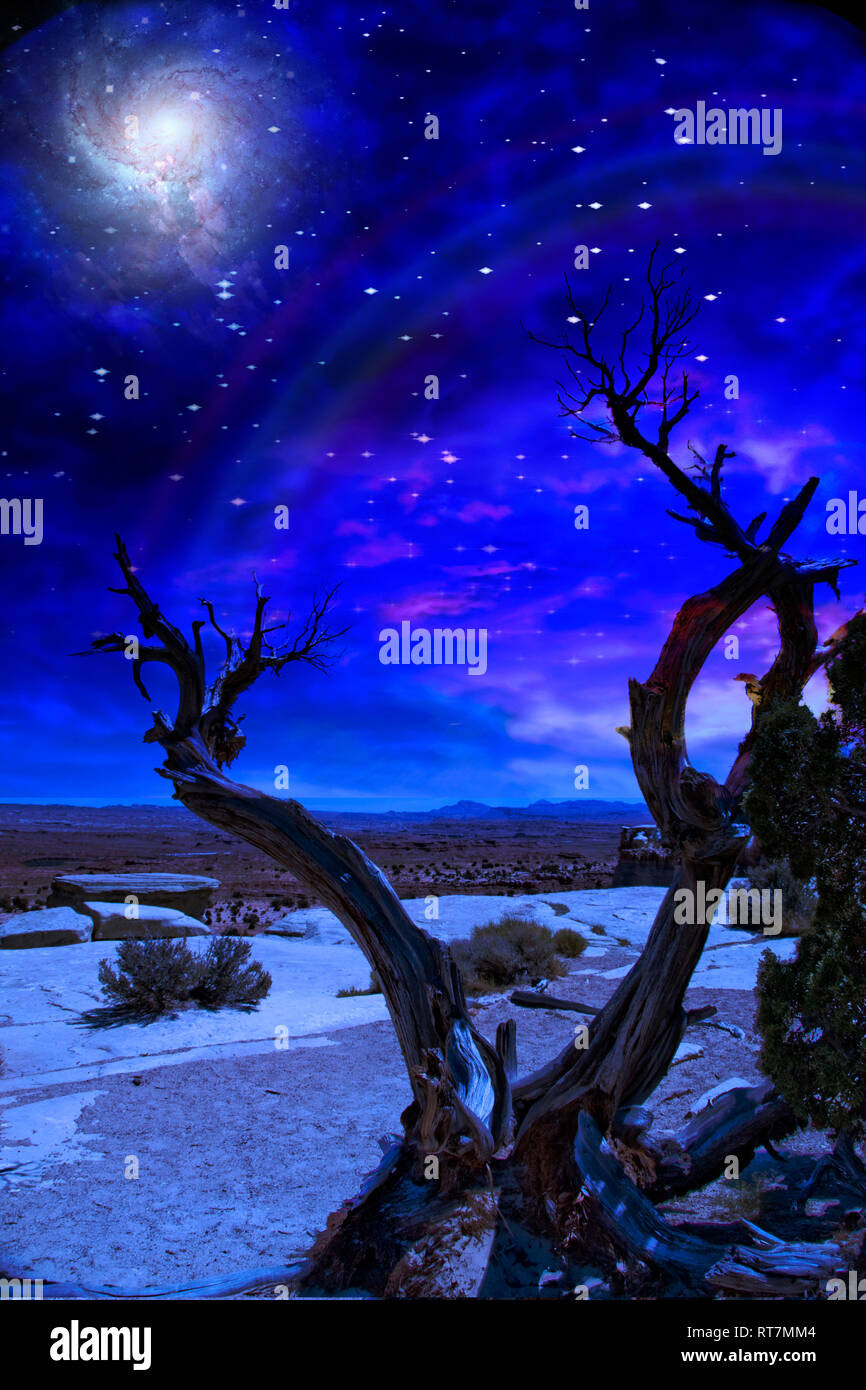 Desert Tree and Horizon. Night starry sky with galaxy Stock Photo - Alamy