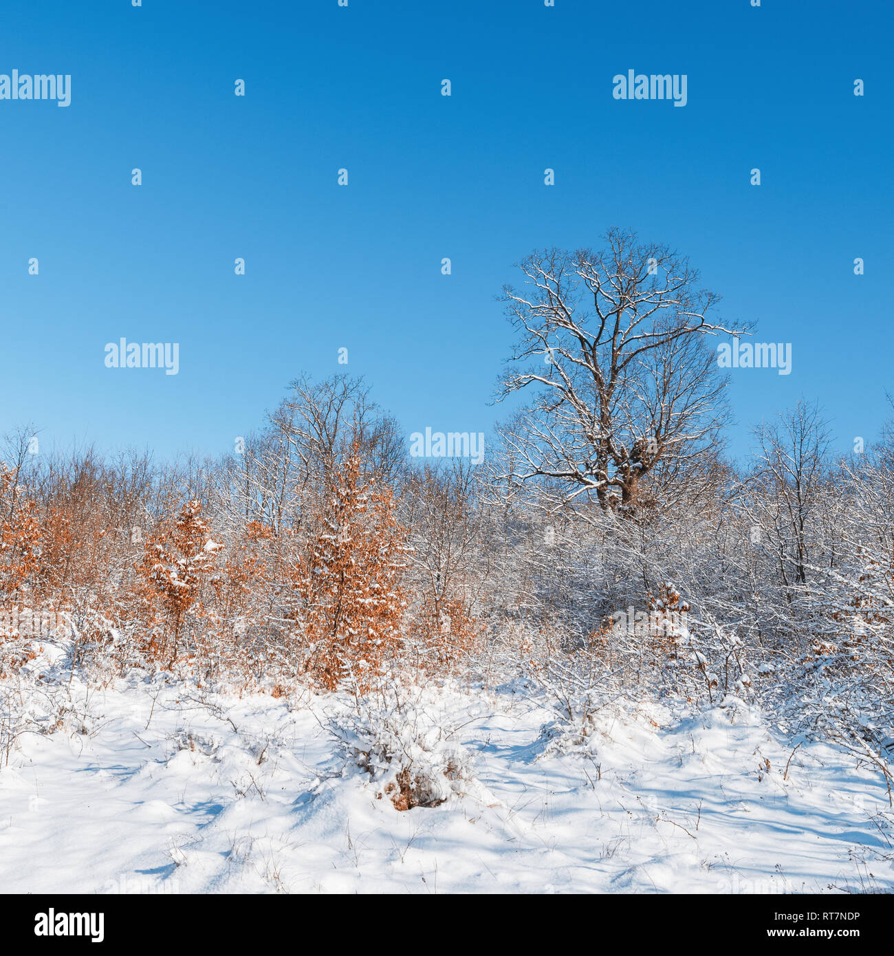 Fantastic snow scene hi-res stock photography and images - Alamy