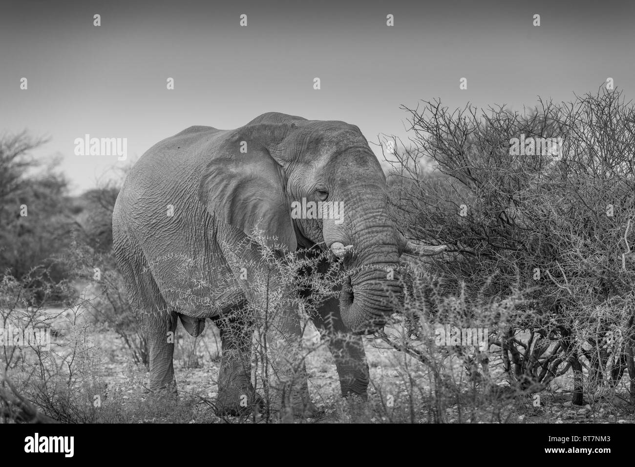 Large bull elephant grazing among thorn trees - Etosha, Namibia - black ...