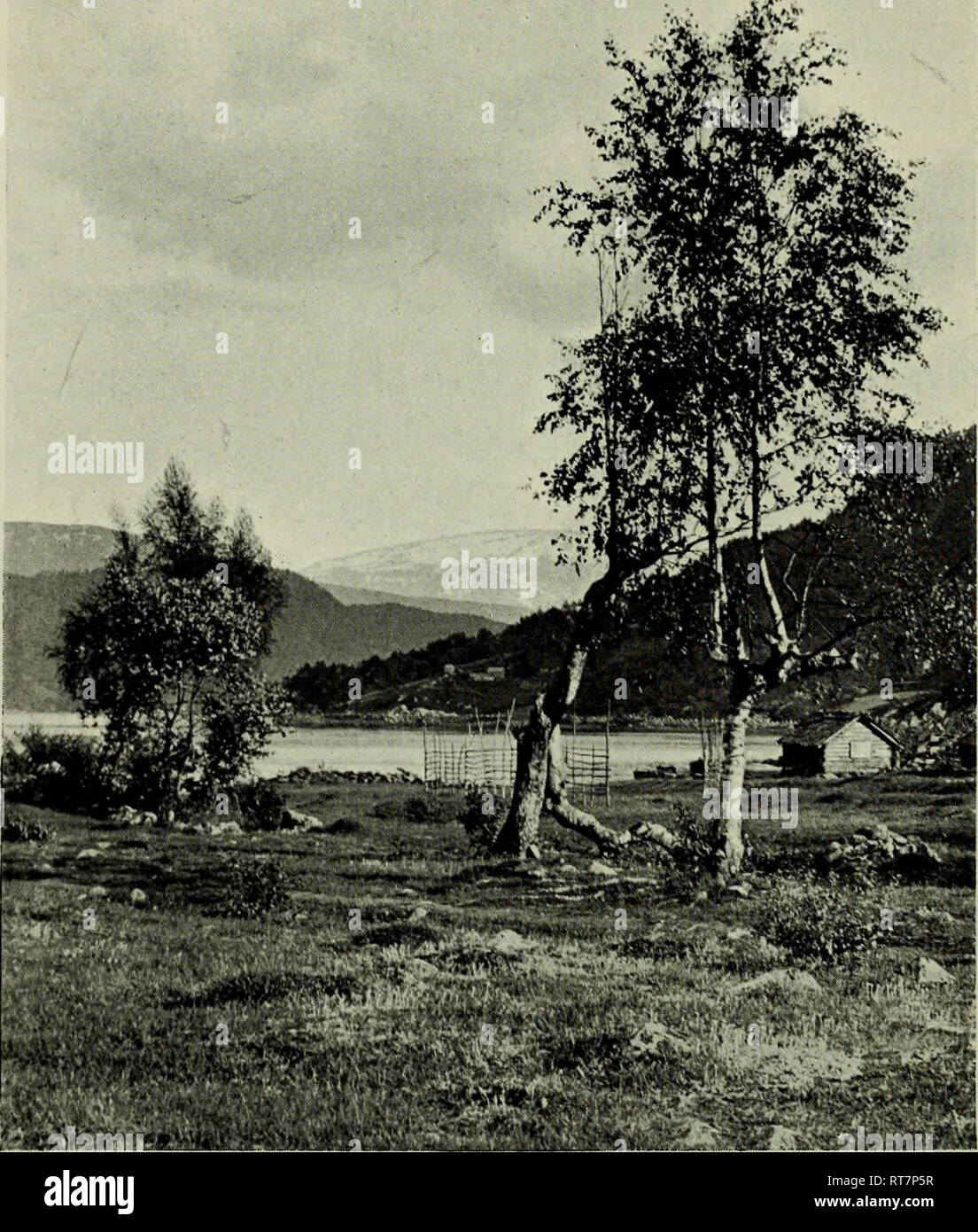 "Trees in nature, myth and art;" (1907 Stock Photo - Alamy