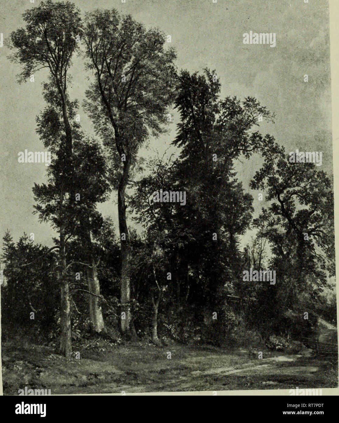 "Trees in nature, myth and art;" (1907 Stock Photo - Alamy
