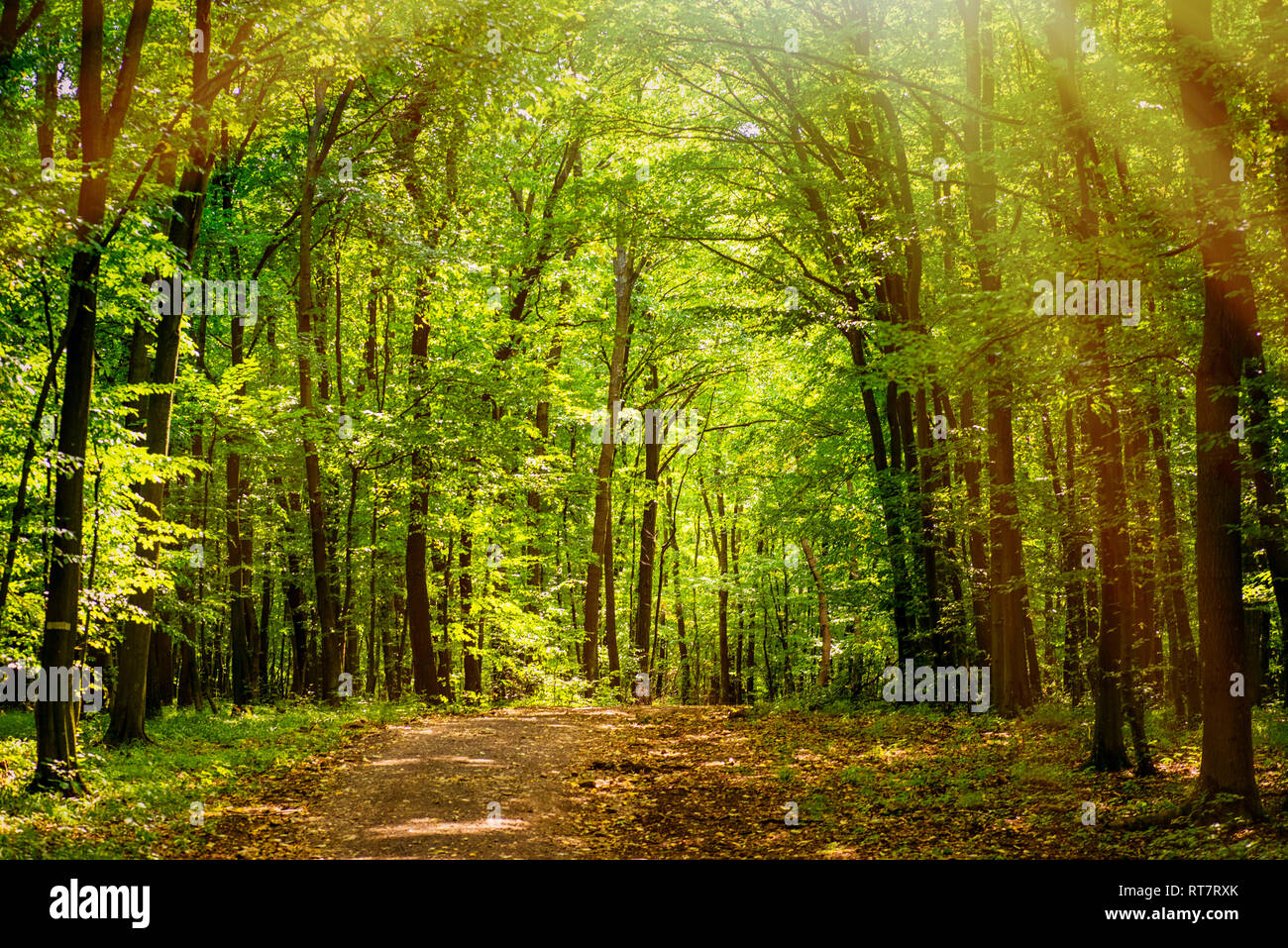 Summer warm sunny day in the forest.Bright green forest natural walkway ...